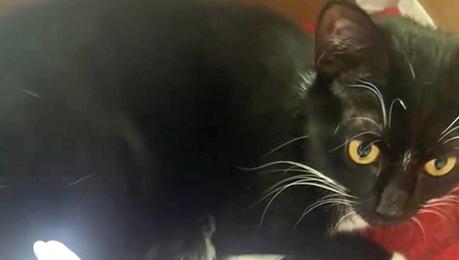 Mamma gatta allatta i suoi cuccioli ma nasconde un segreto che può far ...