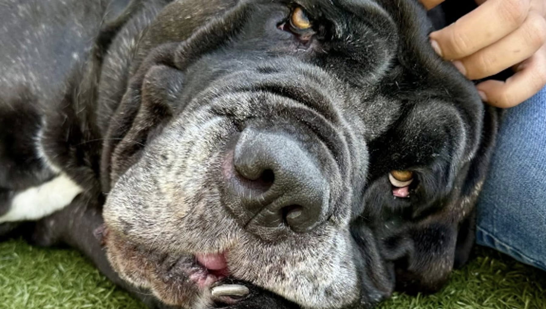 Il triste abbandono del cane Bruce, il gigante buono legato di notte ...