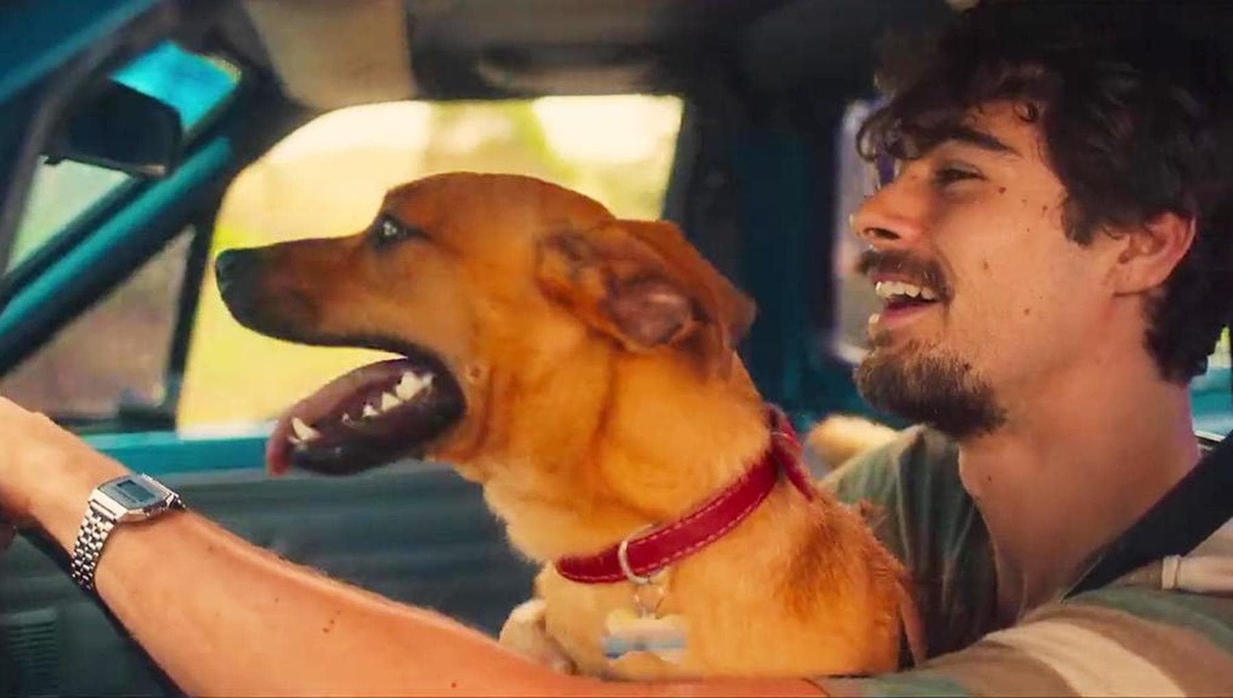La vera storia di Amendoim, il cane di strada protagonista del ...
