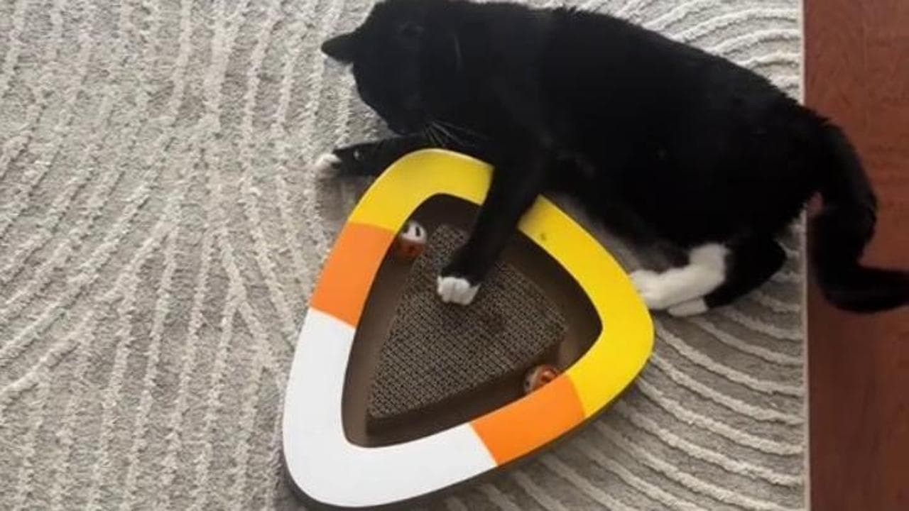 Da dieci abusi alla rinascita: la storia di Joey, il gatto disabile che ...