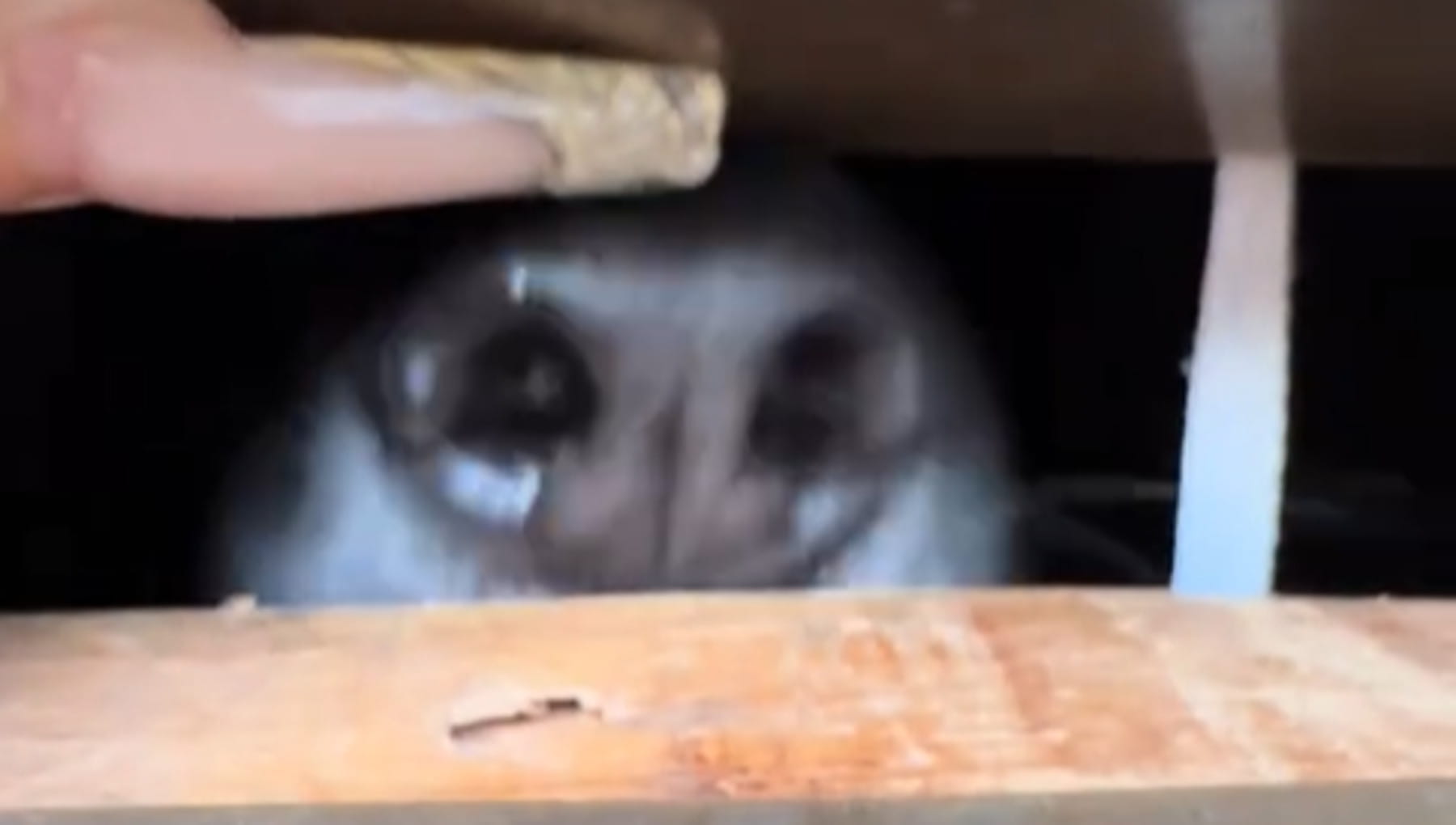L’emozione del cane Gapcio ogni volta che rivede la sua umana è ...