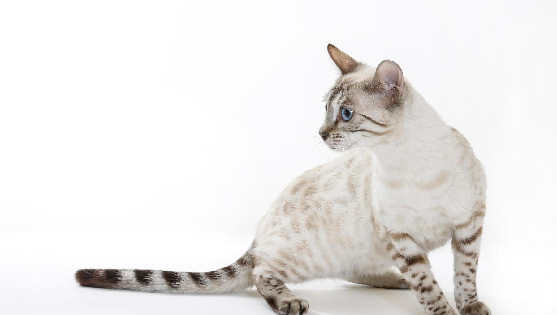 I gatti e il loro innato problem solving: i giochi di intelligenza per ...