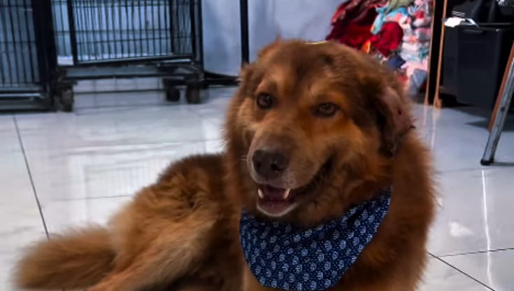 La trasformazione del cane Bob dopo sei bagni: la gioia e la bellezza ...