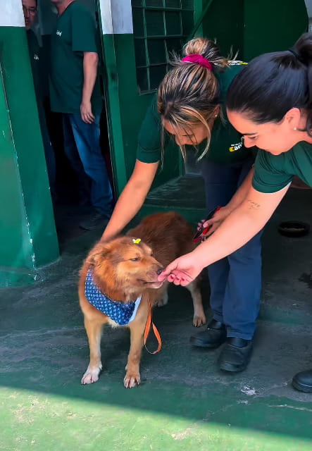 La trasformazione del cane Bob dopo sei bagni: la gioia e la bellezza ...