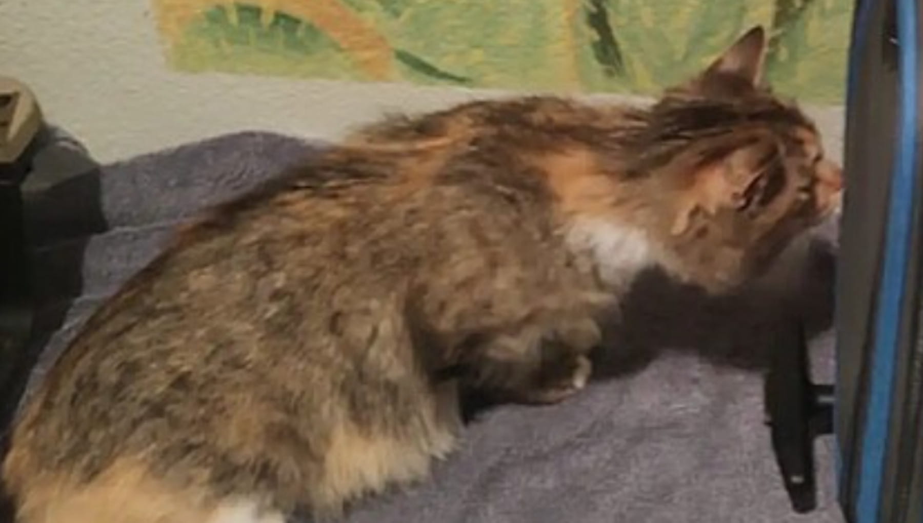 Il gatto Muffin scappa all’improvviso: lo cercano ovunque e lo trovano ...