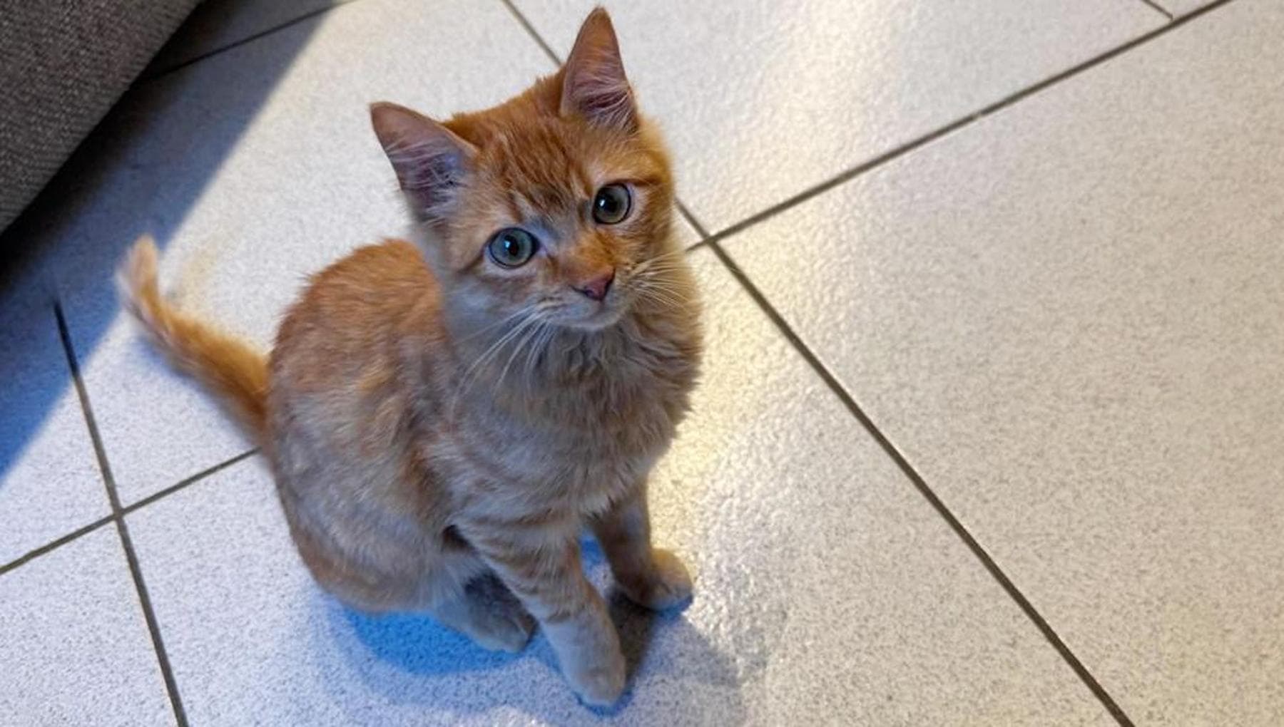 Miele, il gatto “dolcissimo” ha trovato la vita che ha sempre sognato ...