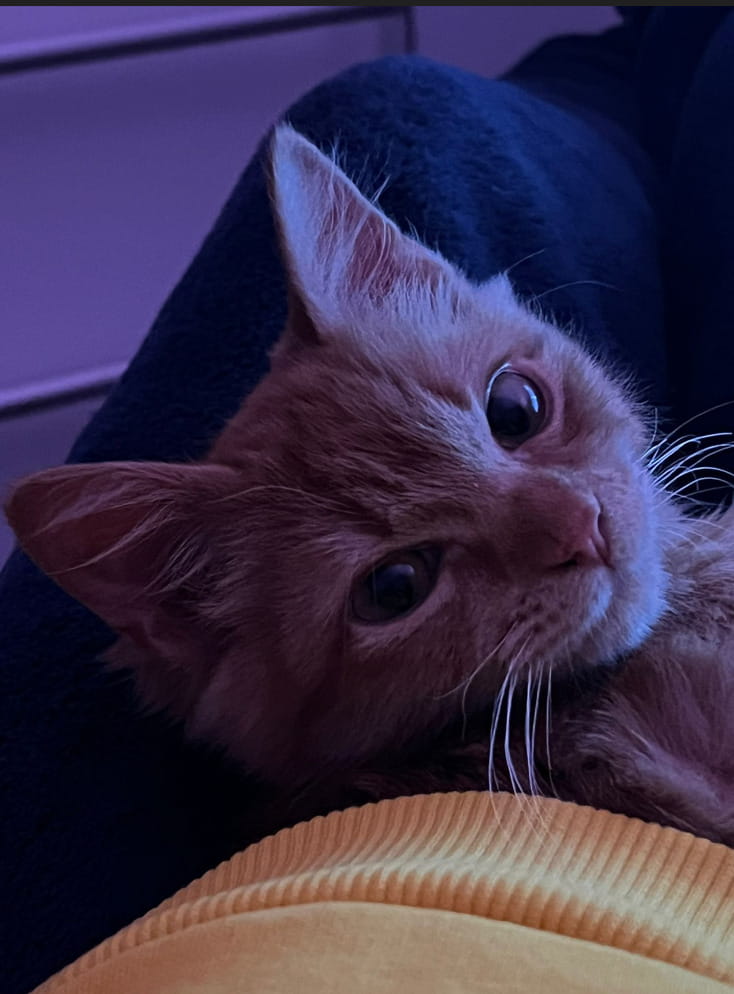 Miele, il gatto “dolcissimo” ha trovato la vita che ha sempre sognato ...