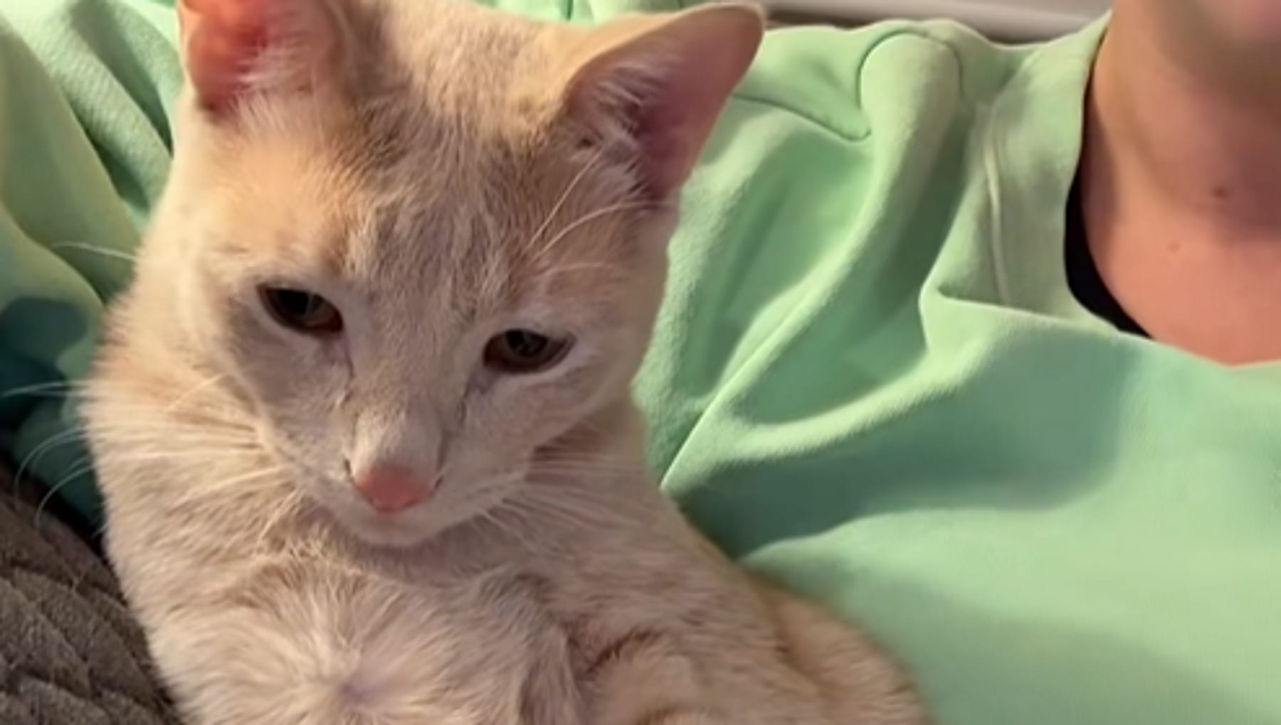 Domenica finita al pronto soccorso: così il gatto Rupert ha lasciato ...