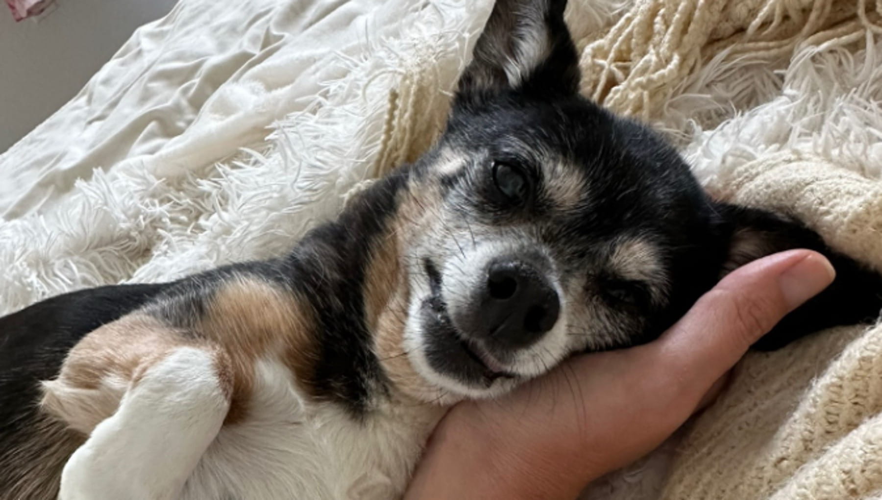 La trasformazione di Charley, il cane demoniaco che nessuno voleva ...