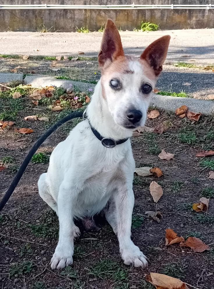 Appello per Cato, il cane Jack Russell cieco e sordo che a 13 anni non ...