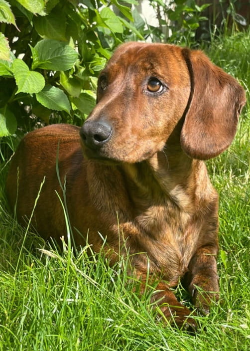 Il cane Winston doveva essere un mini Bassotto, poi ha iniziato a ...