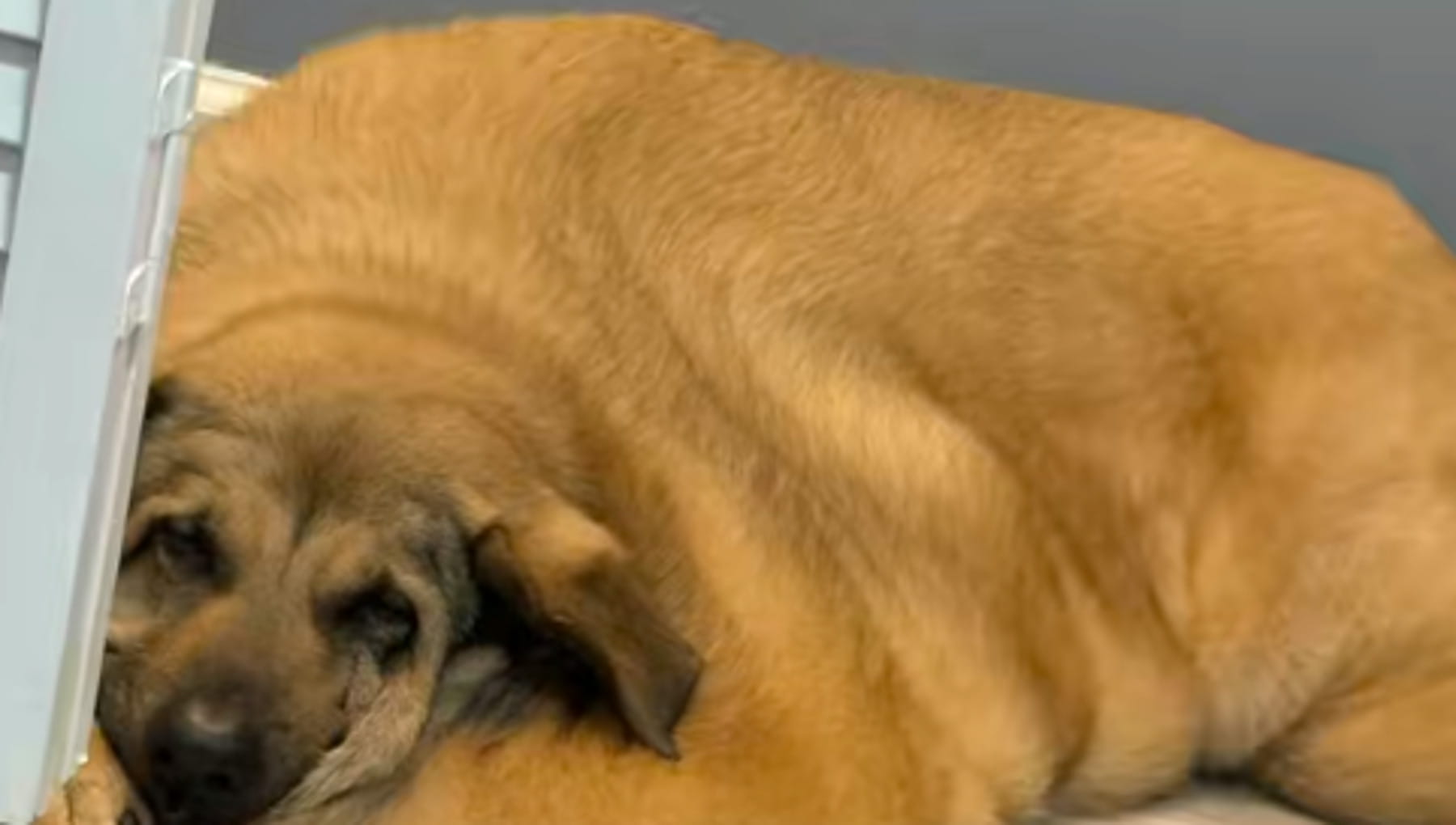 Caramel, il cane con la pelle più elastica del mondo a causa della rara ...