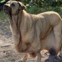 Caramel, il cane con la pelle più elastica del mondo a causa della rara ...