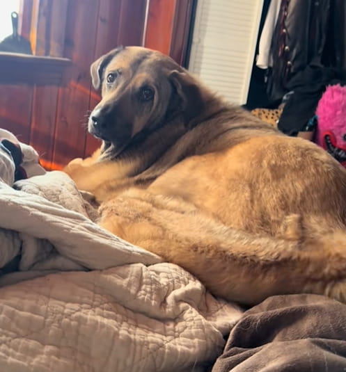 Caramel, il cane con la pelle più elastica del mondo a causa della rara ...