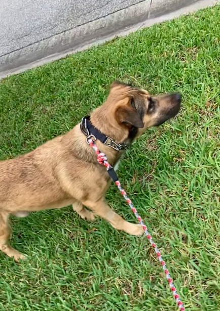Caramel, il cane con la pelle più elastica del mondo a causa della rara ...