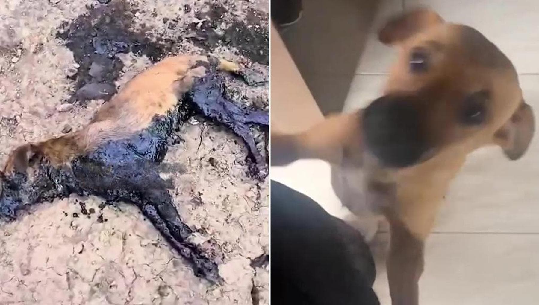Luciano, il cane intrappolato in una fossa di catrame dopo tre giorni ...
