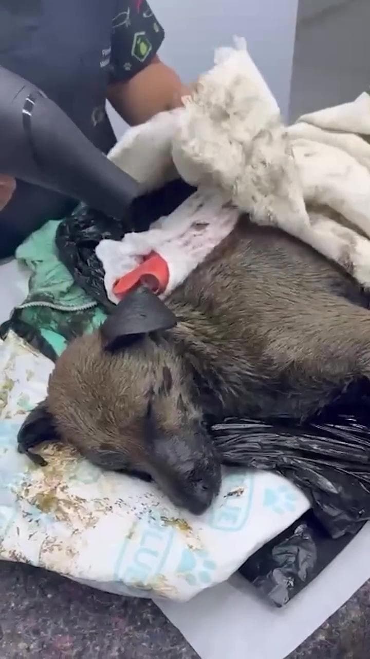 Luciano, il cane intrappolato in una fossa di catrame dopo tre giorni ...