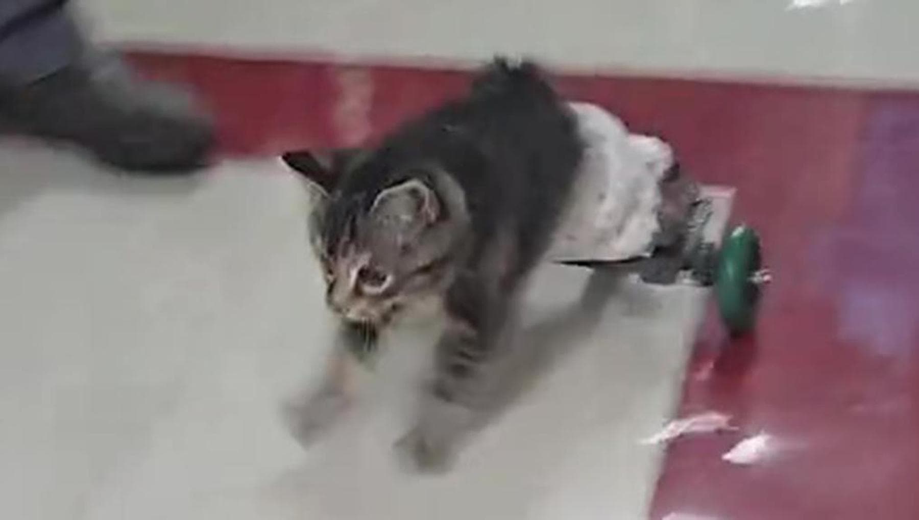 Tibby, la gatta paralizzata che è tornata a sfrecciare grazie a un ...