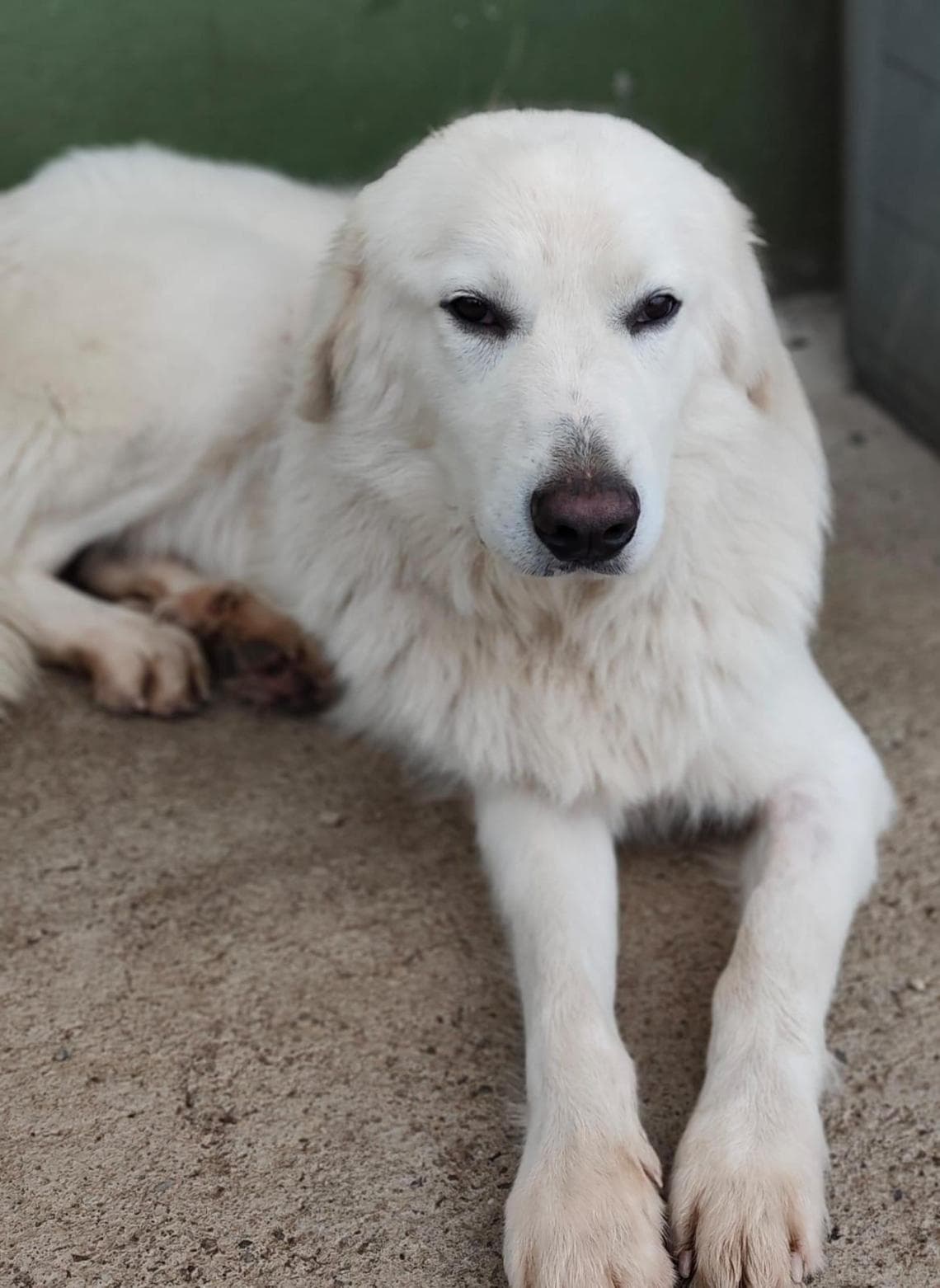 Simone, il cane dolce che si sdraiava in mezzo a una strada per ...