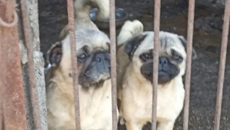 Gica e Radmila: la fame che spezza il cuore e la rinascita di due cani ...