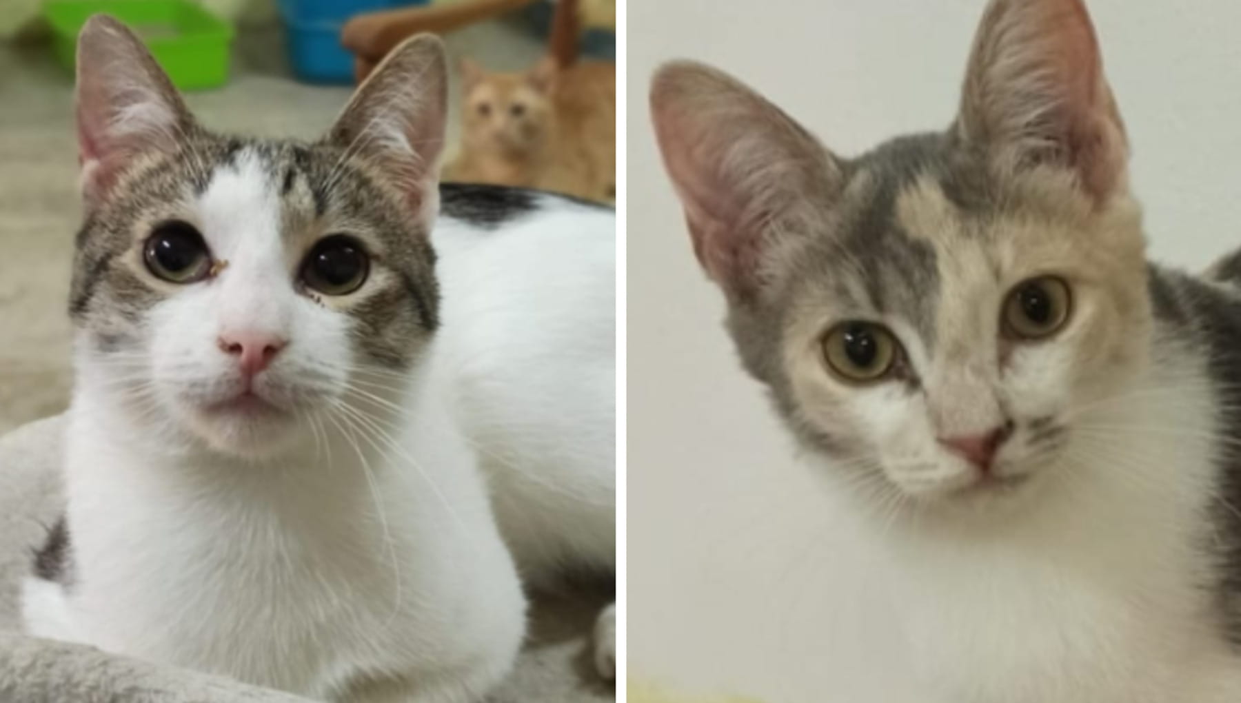 Ivan e Trilly, i gatti innamorati cercano il loro nido d’amore (insieme ...