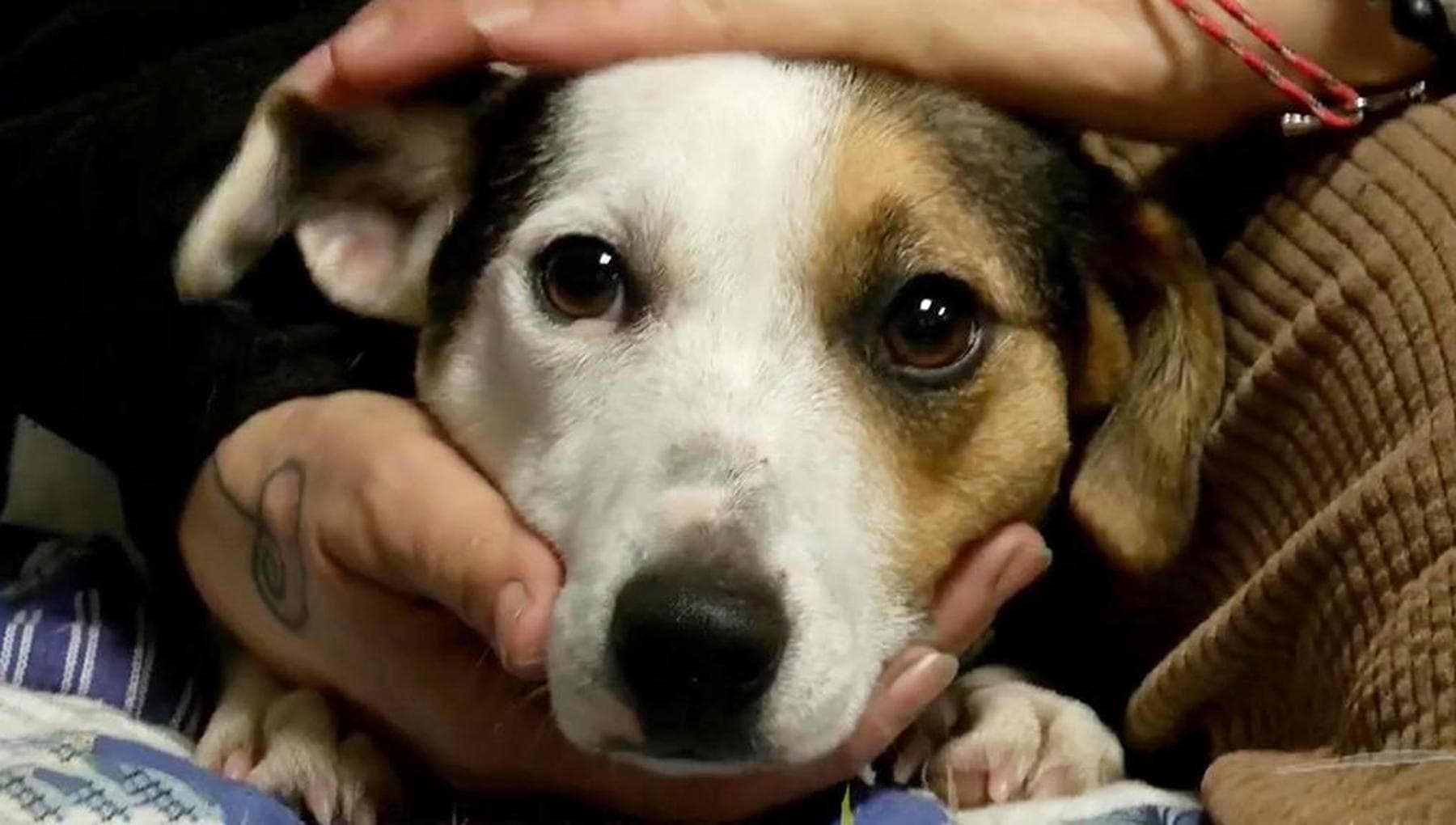 Carla, nata per il divano ma cresciuta nella strada: ora questo cane ...