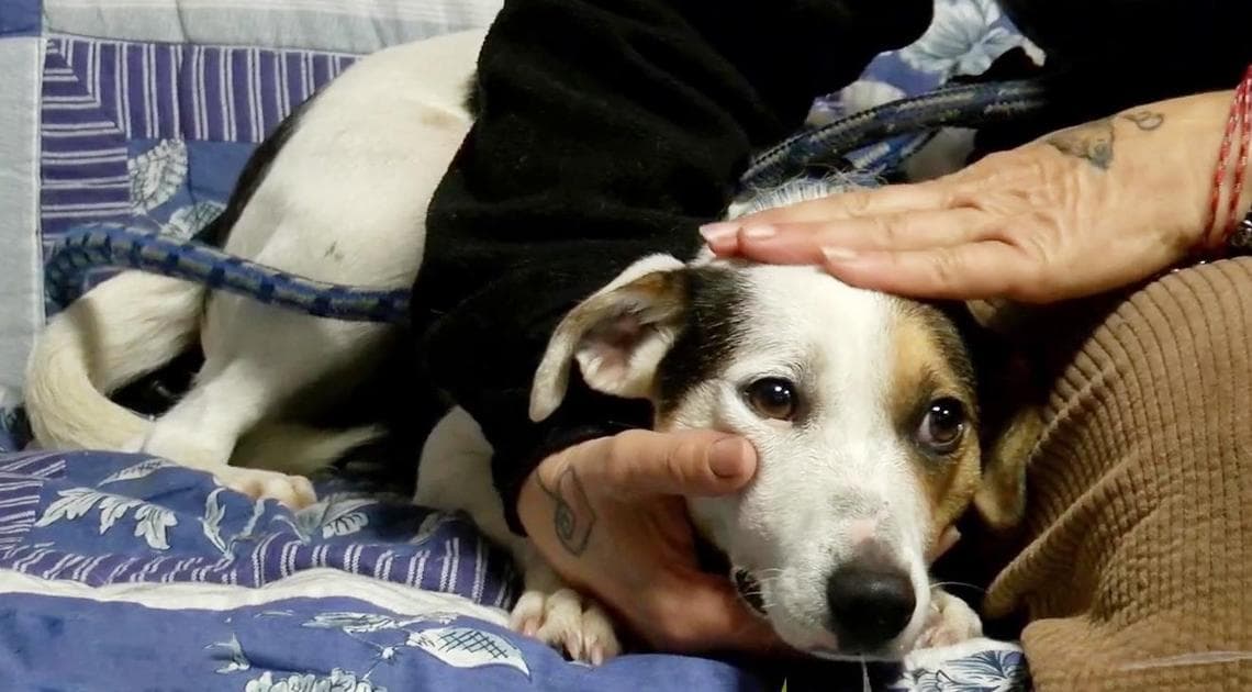Carla, nata per il divano ma cresciuta nella strada: ora questo cane ...