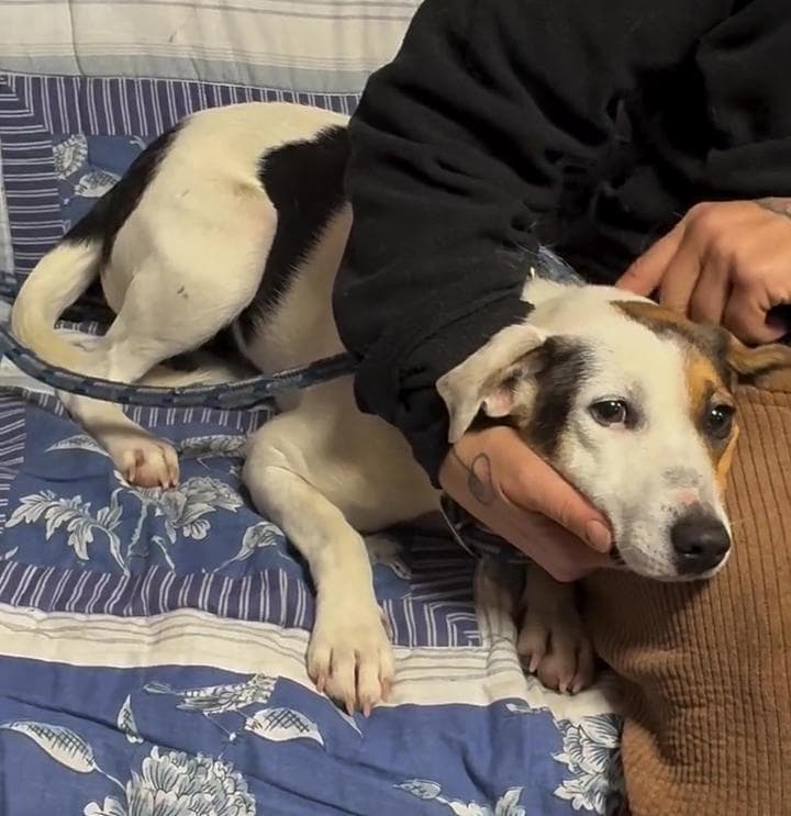 Carla, nata per il divano ma cresciuta nella strada: ora questo cane ...
