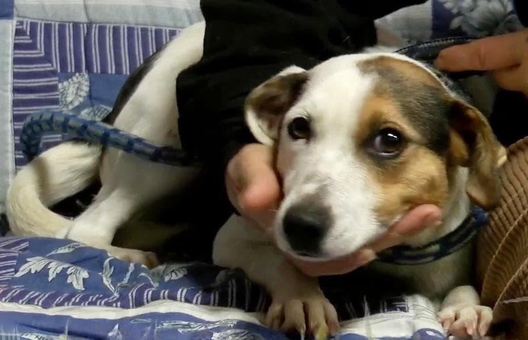 Carla, nata per il divano ma cresciuta nella strada: ora questo cane ...