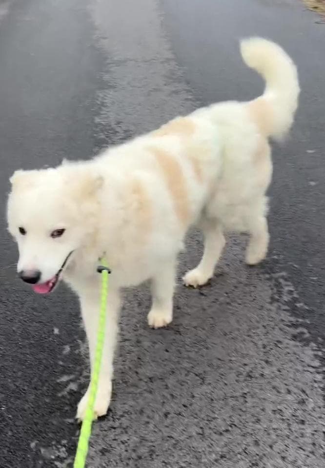Alla crudeltà umana ha risposto con la dolcezza, ora il cane Bianco si ...