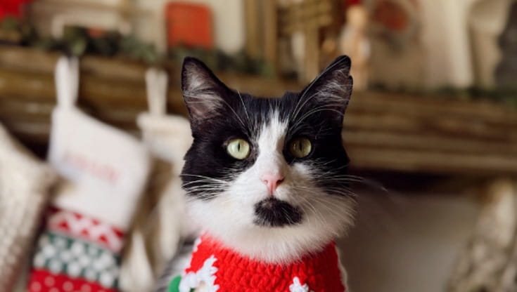 Il gatto Lou Lou ha messo un regalo sotto l’albero di Natale, lasciando ...