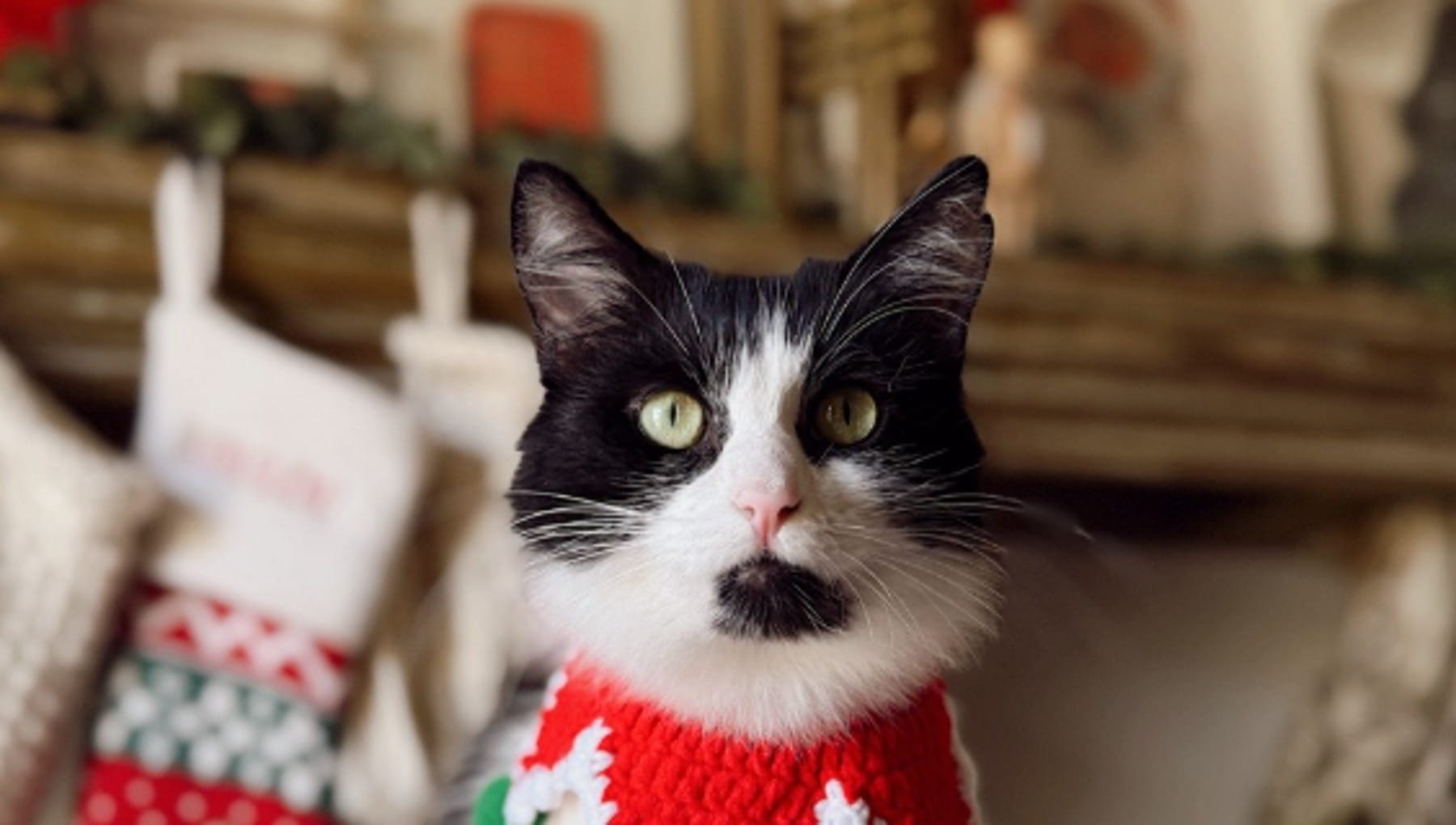 Il gatto Lou Lou ha messo un regalo sotto l’albero di Natale, lasciando ...