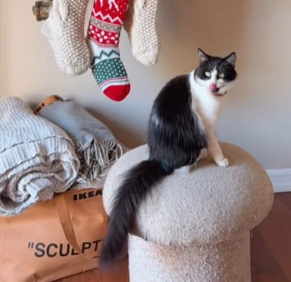 Il gatto Lou Lou ha messo un regalo sotto l’albero di Natale, lasciando ...
