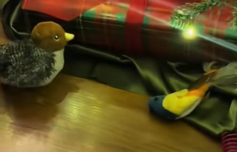 Il gatto Lou Lou ha messo un regalo sotto l’albero di Natale, lasciando ...