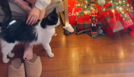 Il gatto Lou Lou ha messo un regalo sotto l’albero di Natale, lasciando ...