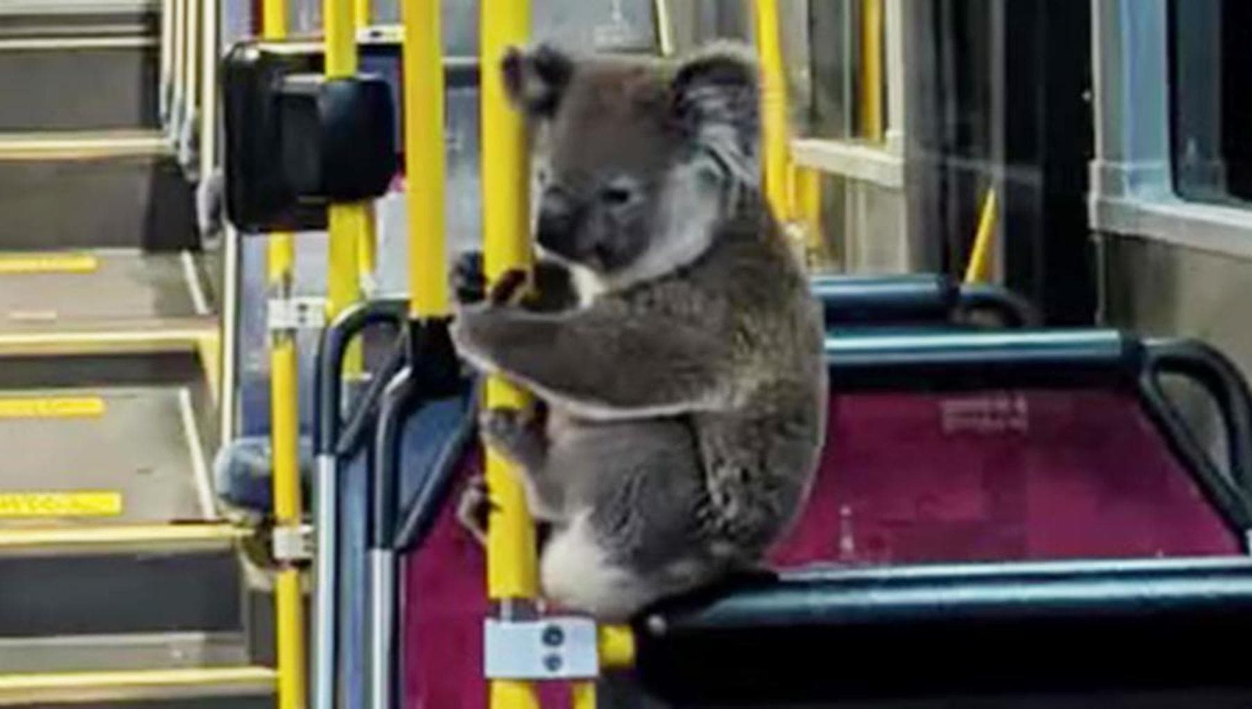 Un autista di autobus dal cuore d'oro apre le porte a un koala in ...