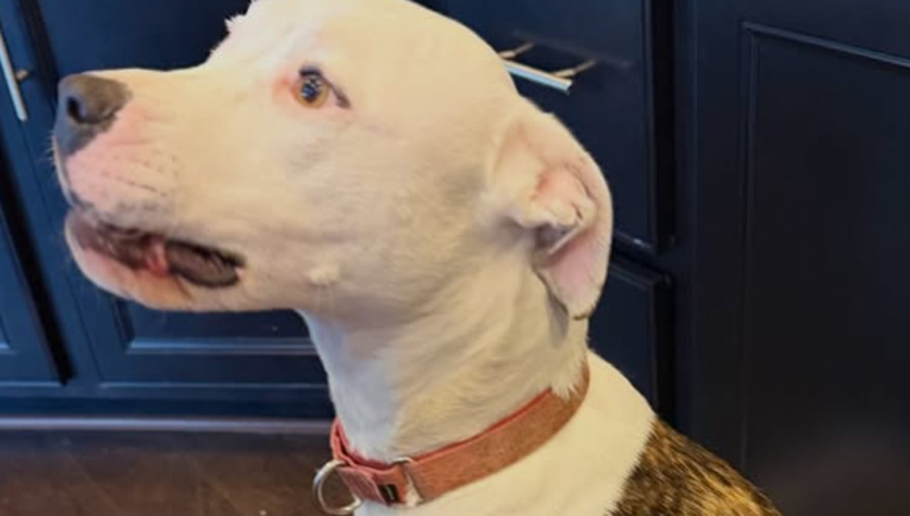 Quando la porta si chiude e tutto finisce: il cane Diesel guarda la sua ...
