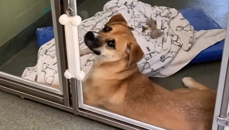 Bridget, il cane che ha visto tutti andare via: poi un giorno qualcuno ...