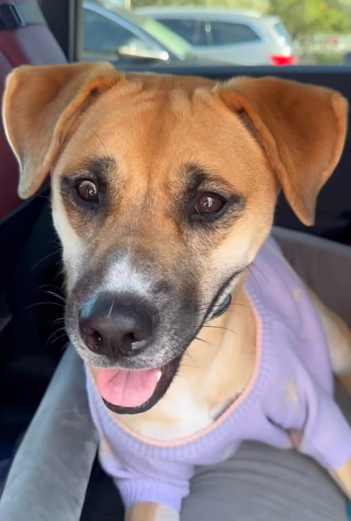 Bridget, il cane che ha visto tutti andare via: poi un giorno qualcuno ...