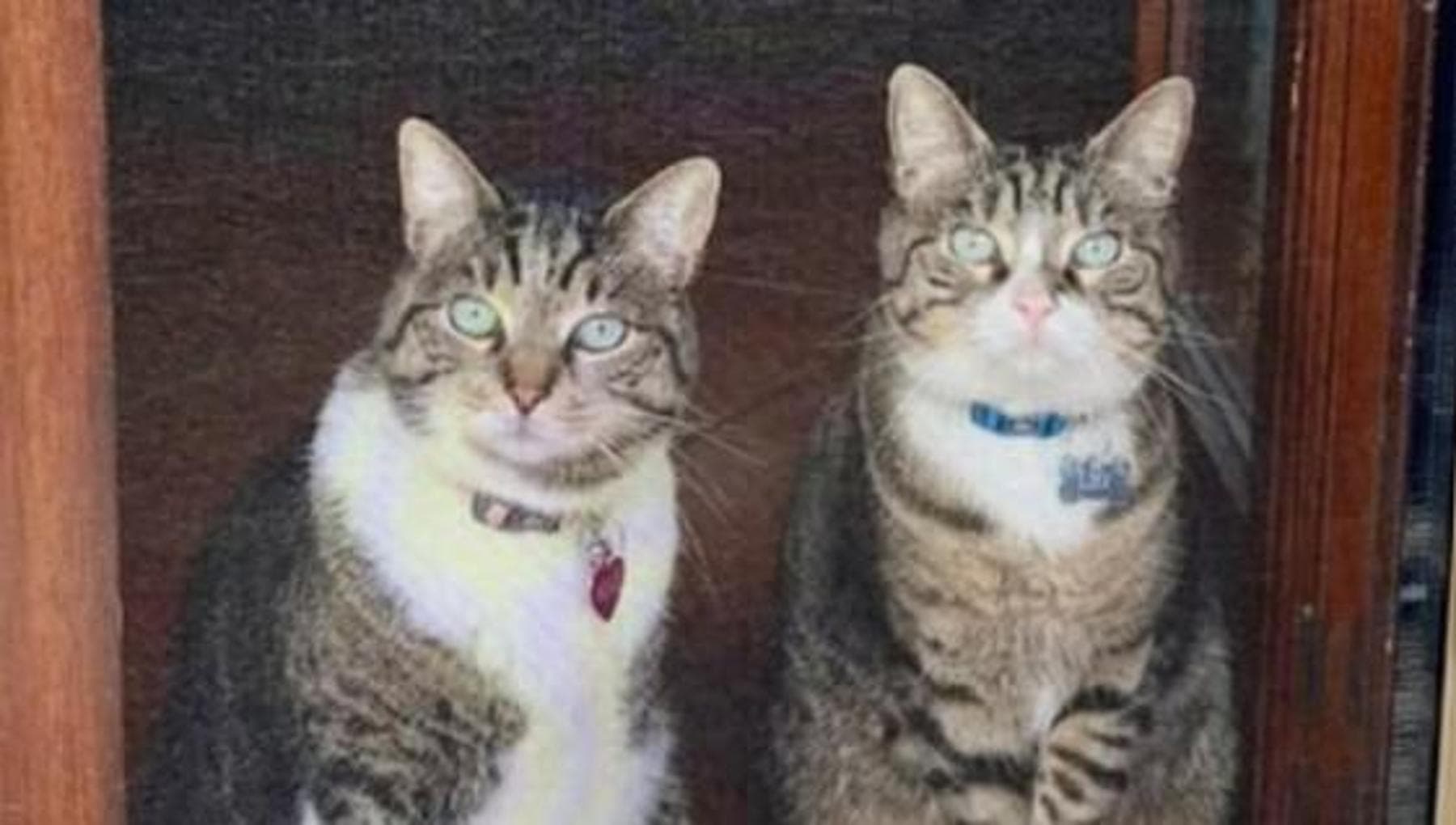Leo e Milù, i “gatti più ricercati di Torino” erano in un ascensore ...