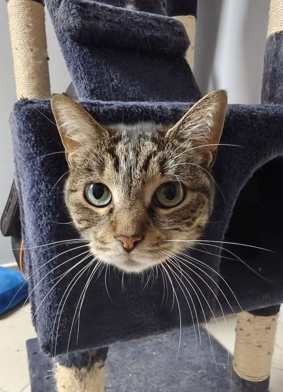 Leo e Milù, i “gatti più ricercati di Torino” erano in un ascensore ...