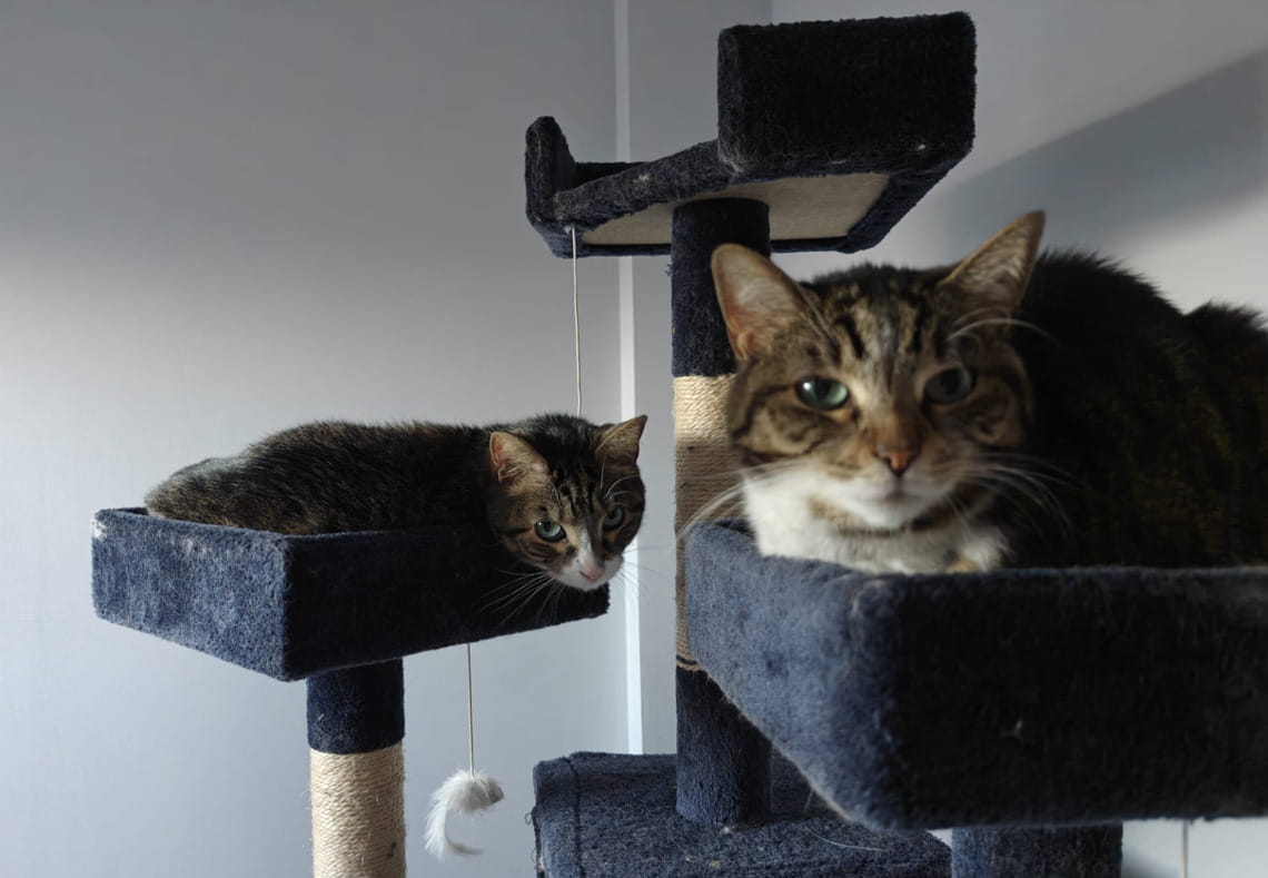 Leo e Milù, i “gatti più ricercati di Torino” erano in un ascensore ...