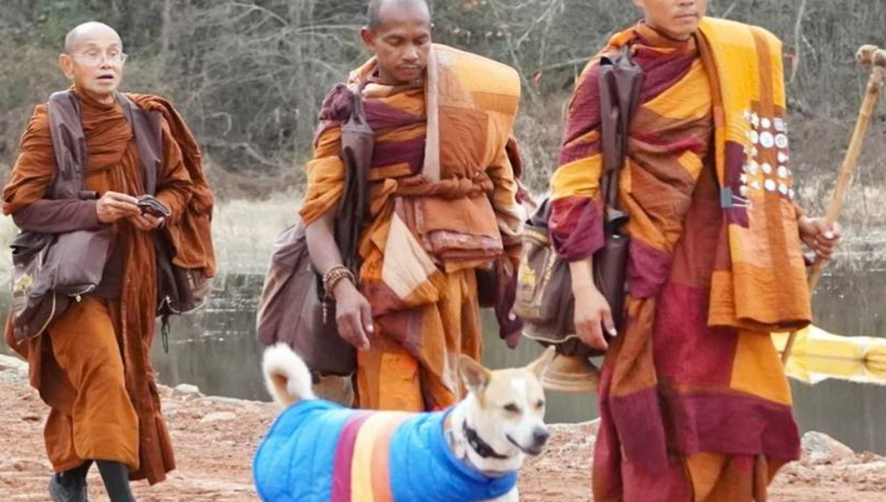 In cammino per la pace, il cane Aloka si unisce ai monaci buddisti e li ...