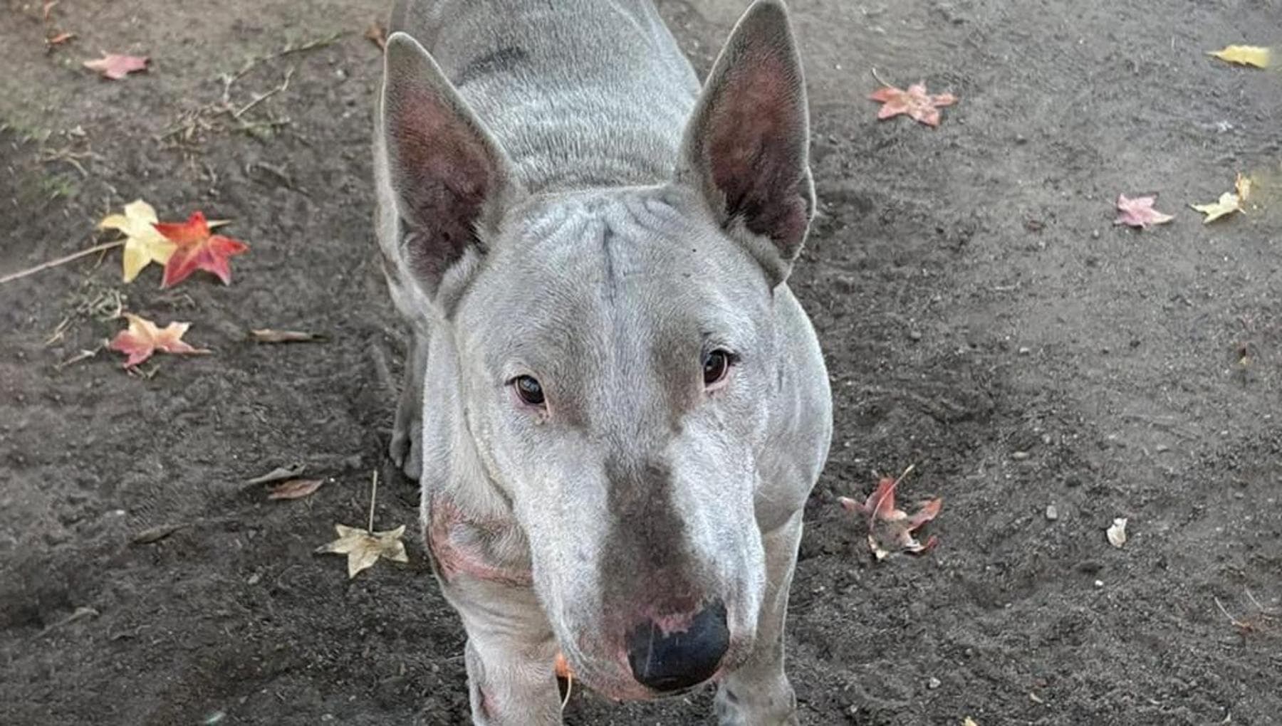 Da invisibile ad amato: la rinascita di Maxwell, il cane trovato ...