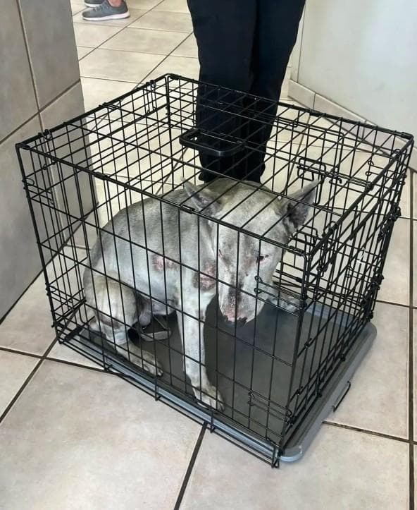 Da invisibile ad amato: la rinascita di Maxwell, il cane trovato ...