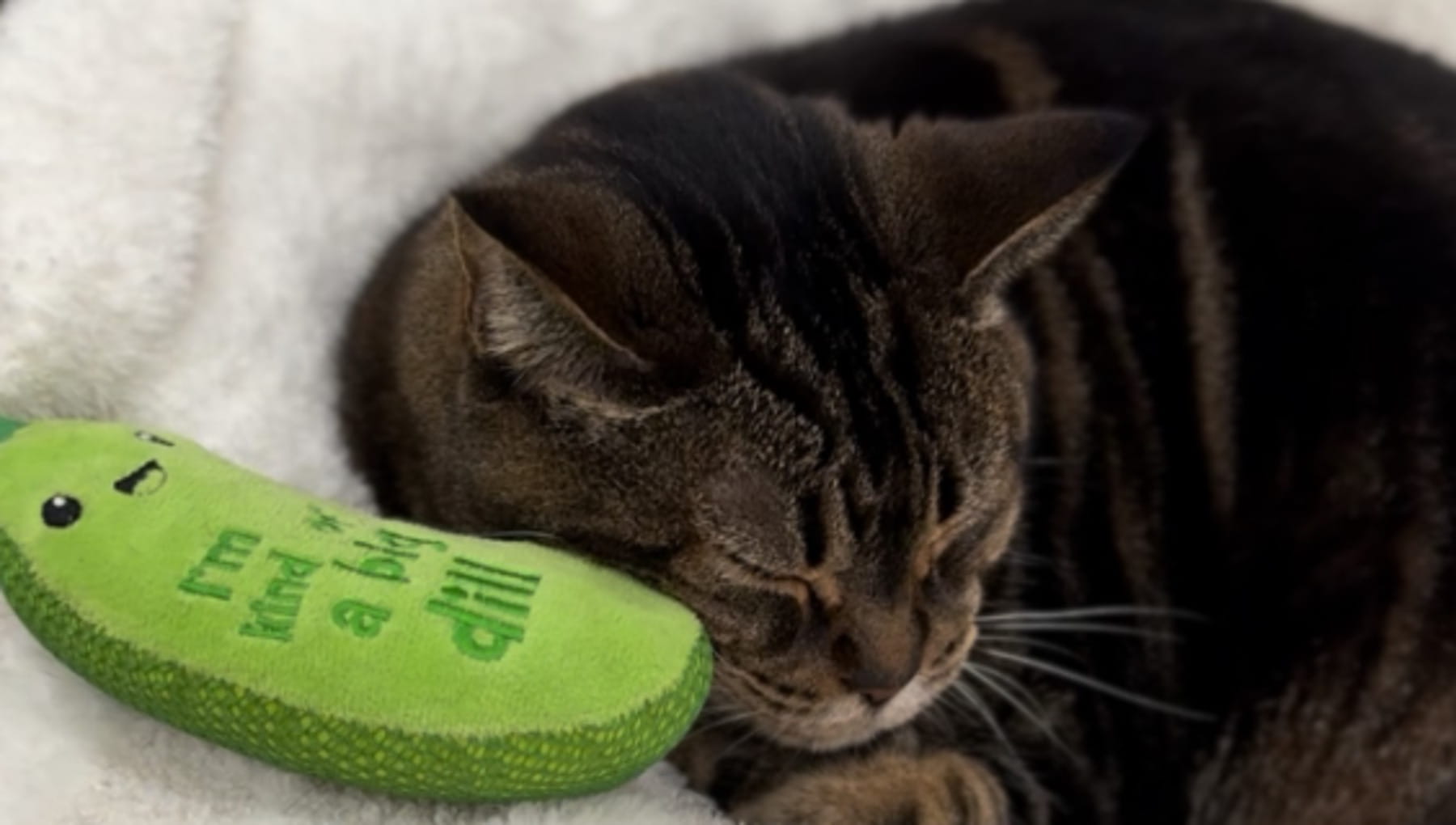 “Non sono più un tipo da gatto”: dopo 11 anni va a far sopprimere ...