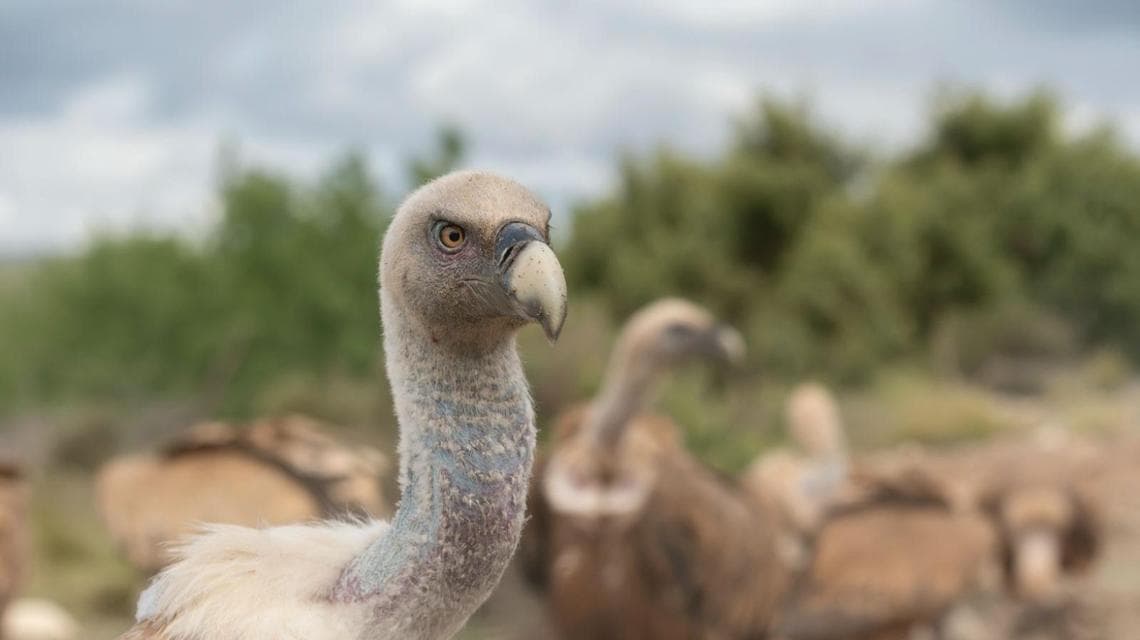 In Sardegna stanno aumentando i grifoni - la Repubblica