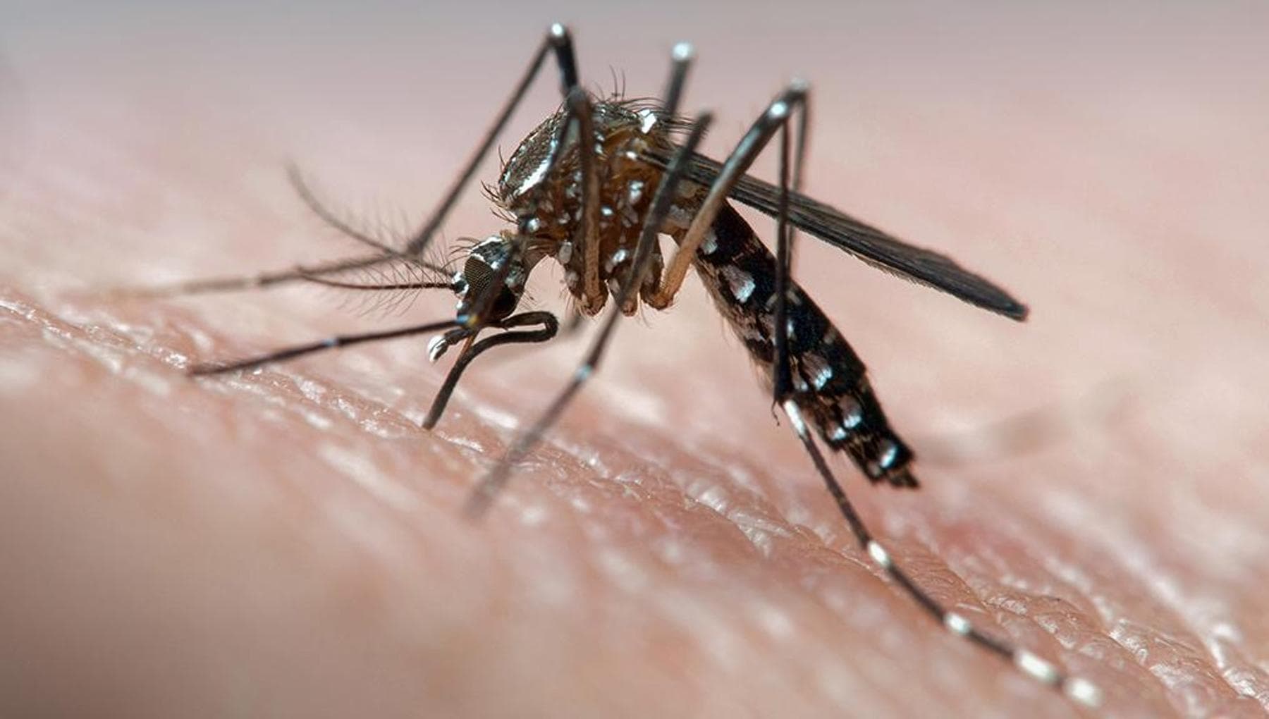 Le zanzare sempre più “assetate” di sangue umano, ecco perché - La Stampa