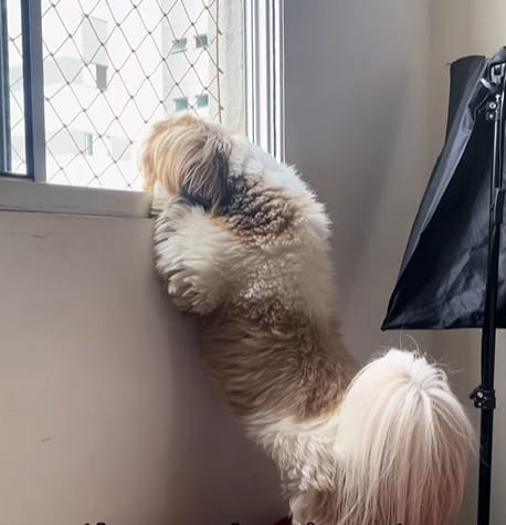 Il cane Theodoro è uno “Shih-Tzusauro, la razza più rara del mondo ...