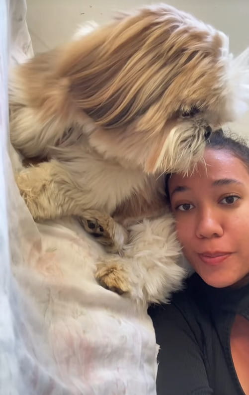Il cane Theodoro è uno “Shih-Tzusauro, la razza più rara del mondo ...